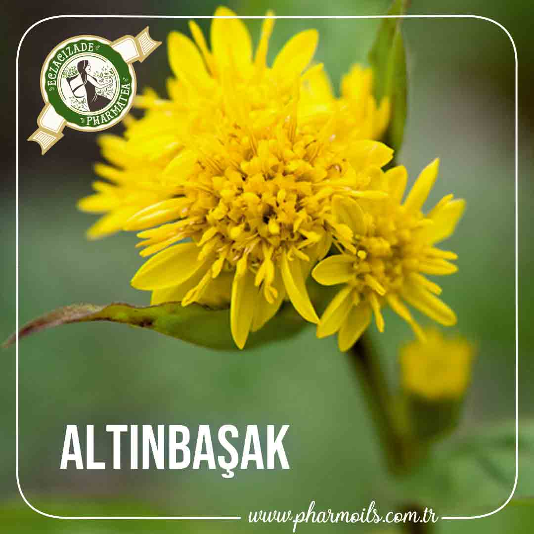 ALTINBAŞAK OTU Pharmoils | Fitoterapinin Bilimle Buluştuğu Nokta