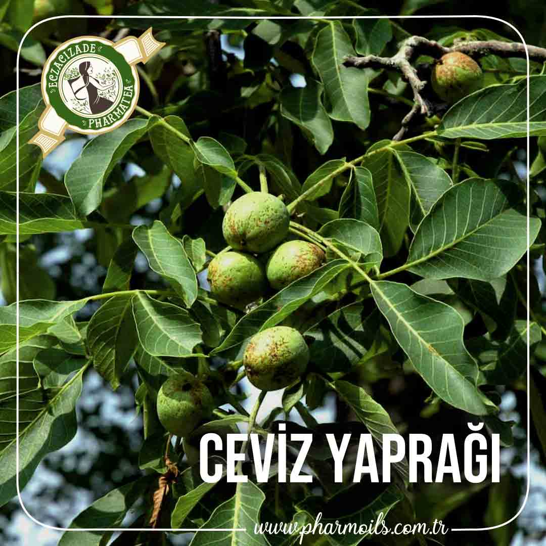 CEVİZ YAPRAĞI Pharmoils | Fitoterapinin Bilimle Buluştuğu Nokta