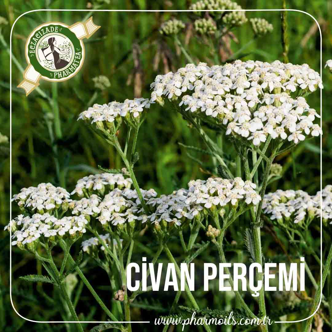 CİVAN PERÇEMİ Pharmoils | Fitoterapinin Bilimle Buluştuğu Nokta