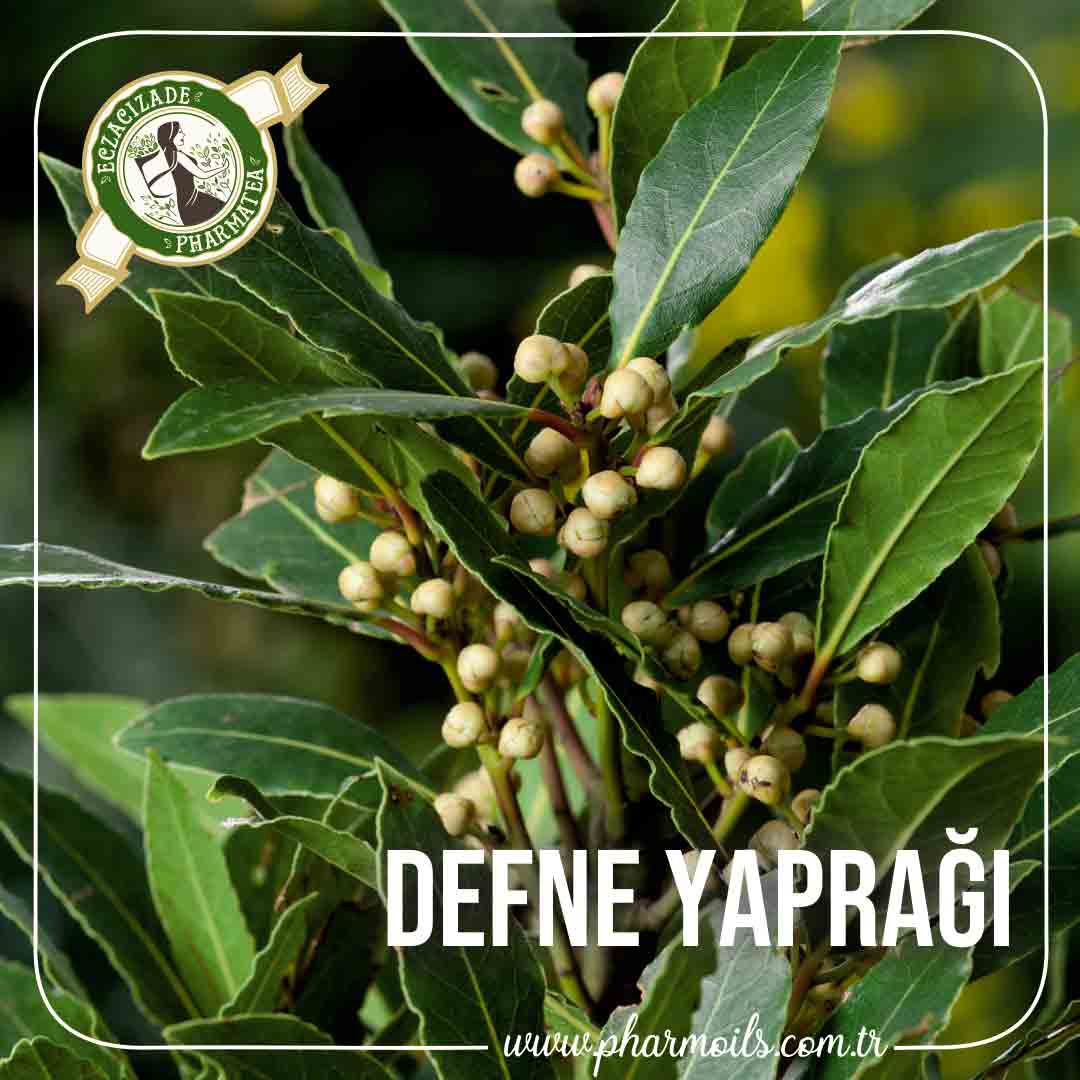DEFNE Pharmoils | Fitoterapinin Bilimle Buluştuğu Nokta