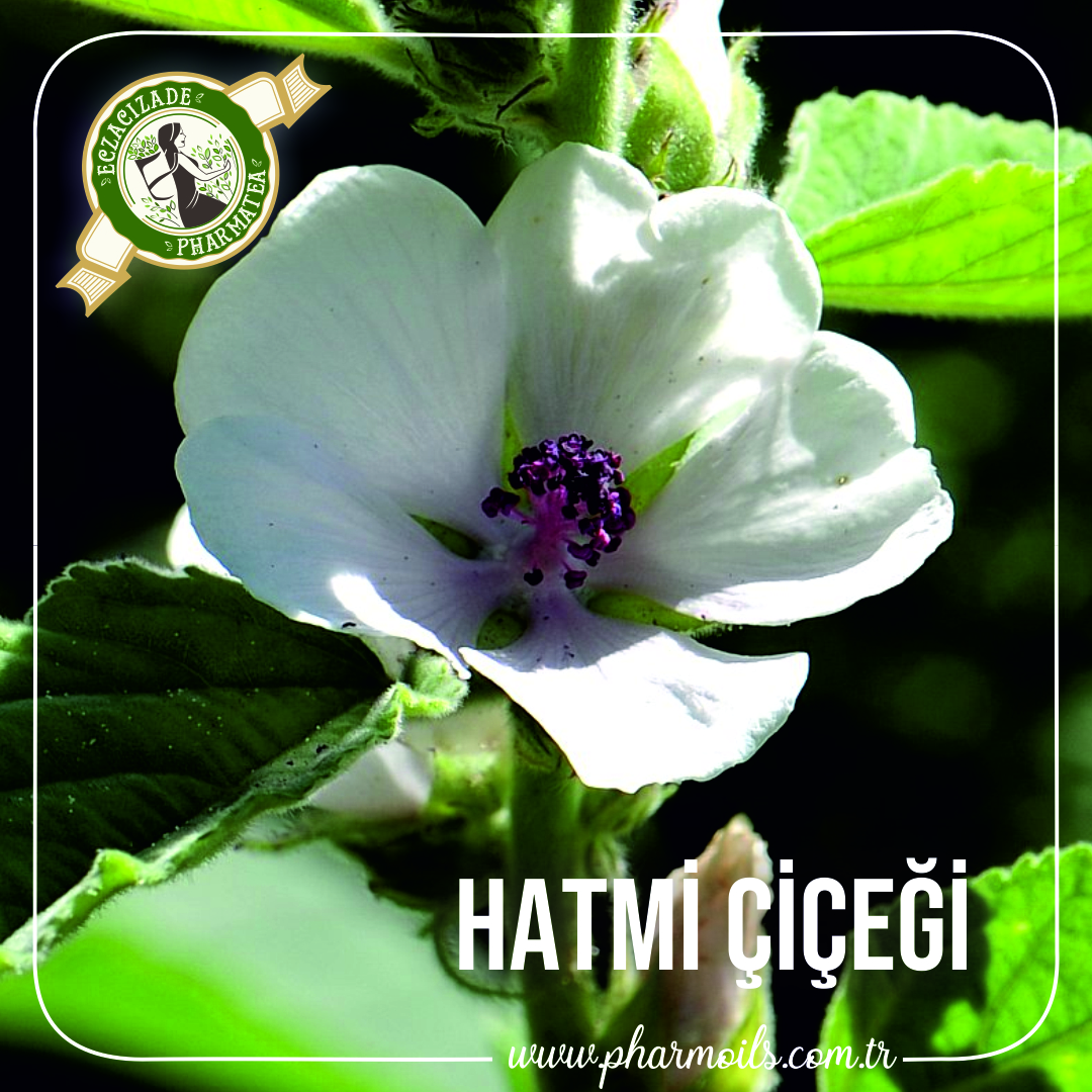 HATMİ ÇİÇEĞİ PHARMOİLS BİTKİSEL -FİTOTERAPİNİN BİLİMLE VE SANATLA ...
