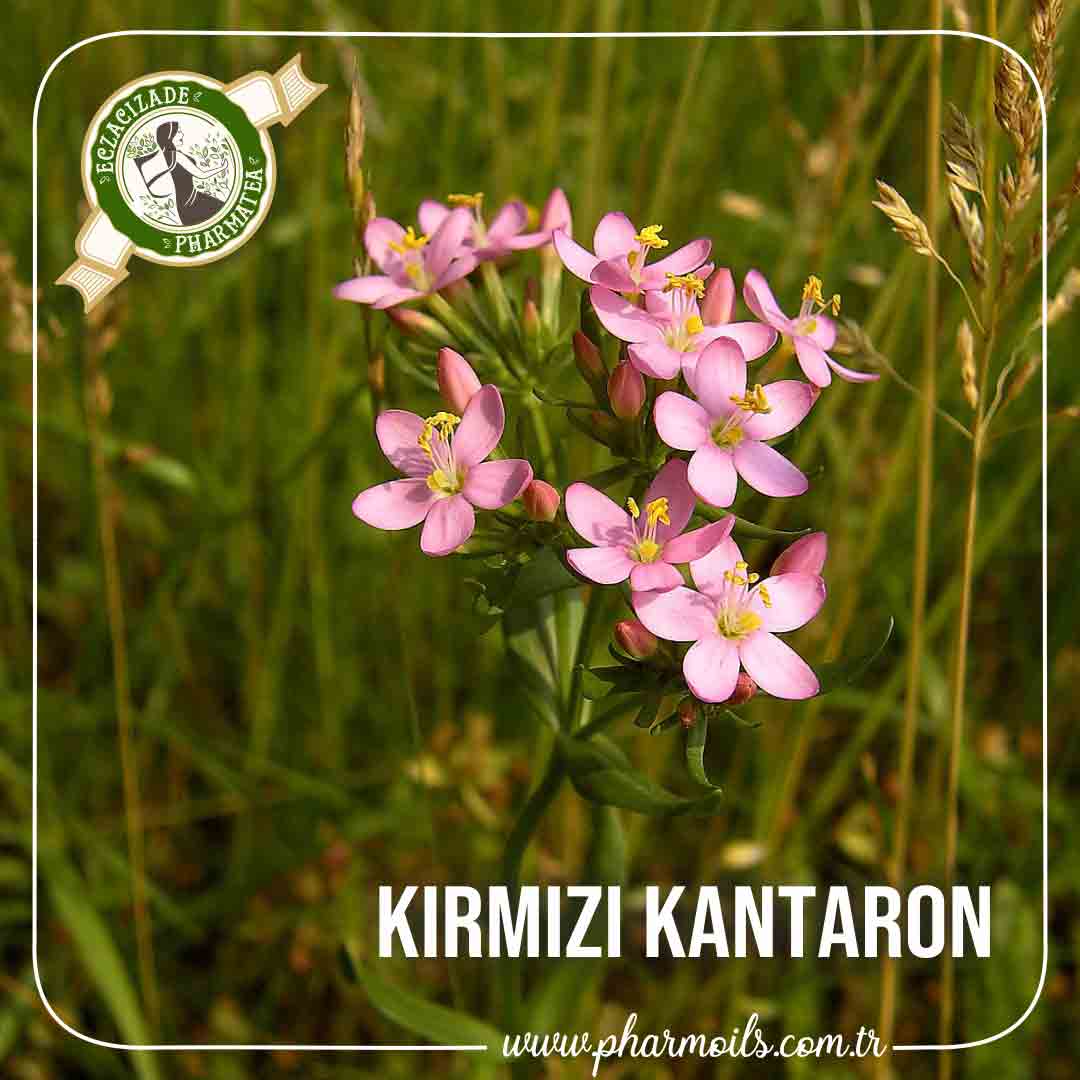 KIRMIZI KANTARON Pharmoils | Fitoterapinin Bilimle Buluştuğu Nokta