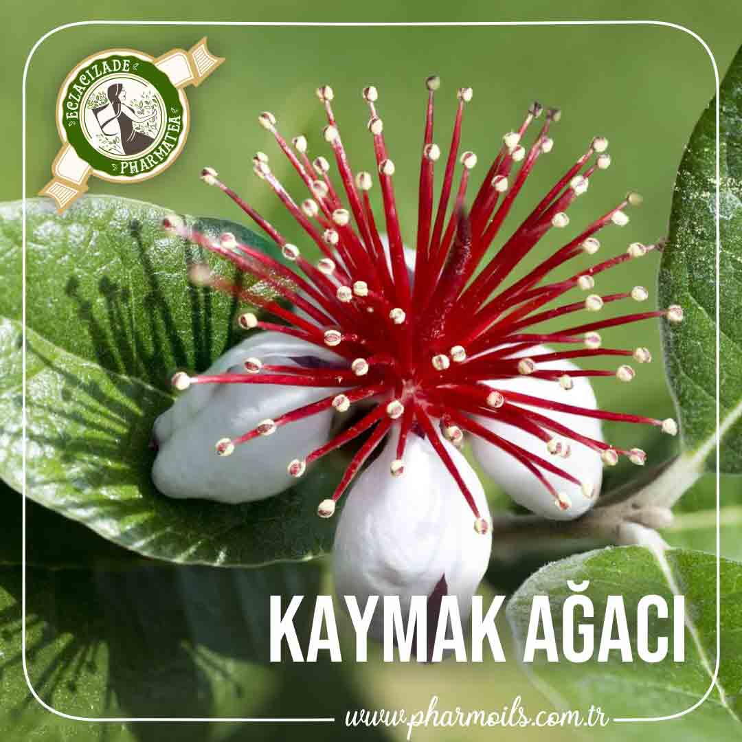 KAYMAK AĞACI Pharmoils | Fitoterapinin Bilimle Buluştuğu Nokta