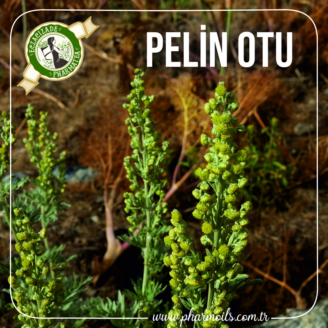 PELİN OTU PHARMOİLS BİTKİSEL -FİTOTERAPİNİN BİLİMLE VE SANATLA ...