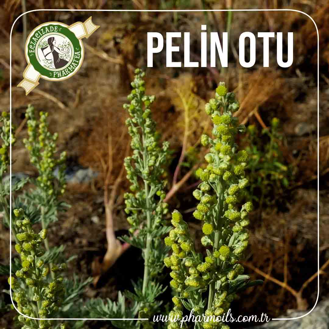 PELİN OTU Pharmoils | Fitoterapinin Bilimle Buluştuğu Nokta
