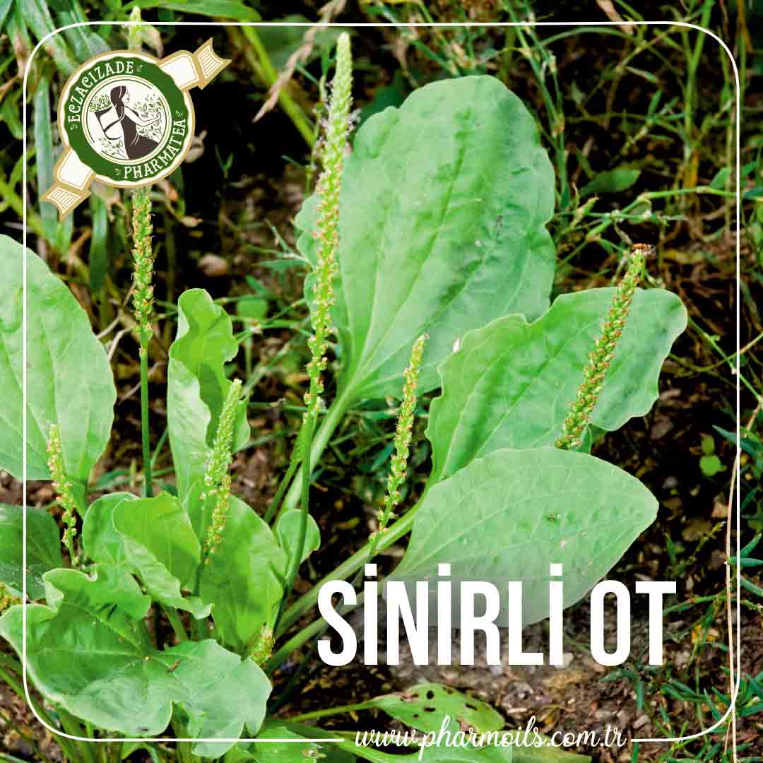 SİNİRLİ OT Pharmoils | Fitoterapinin Bilimle Buluştuğu Nokta
