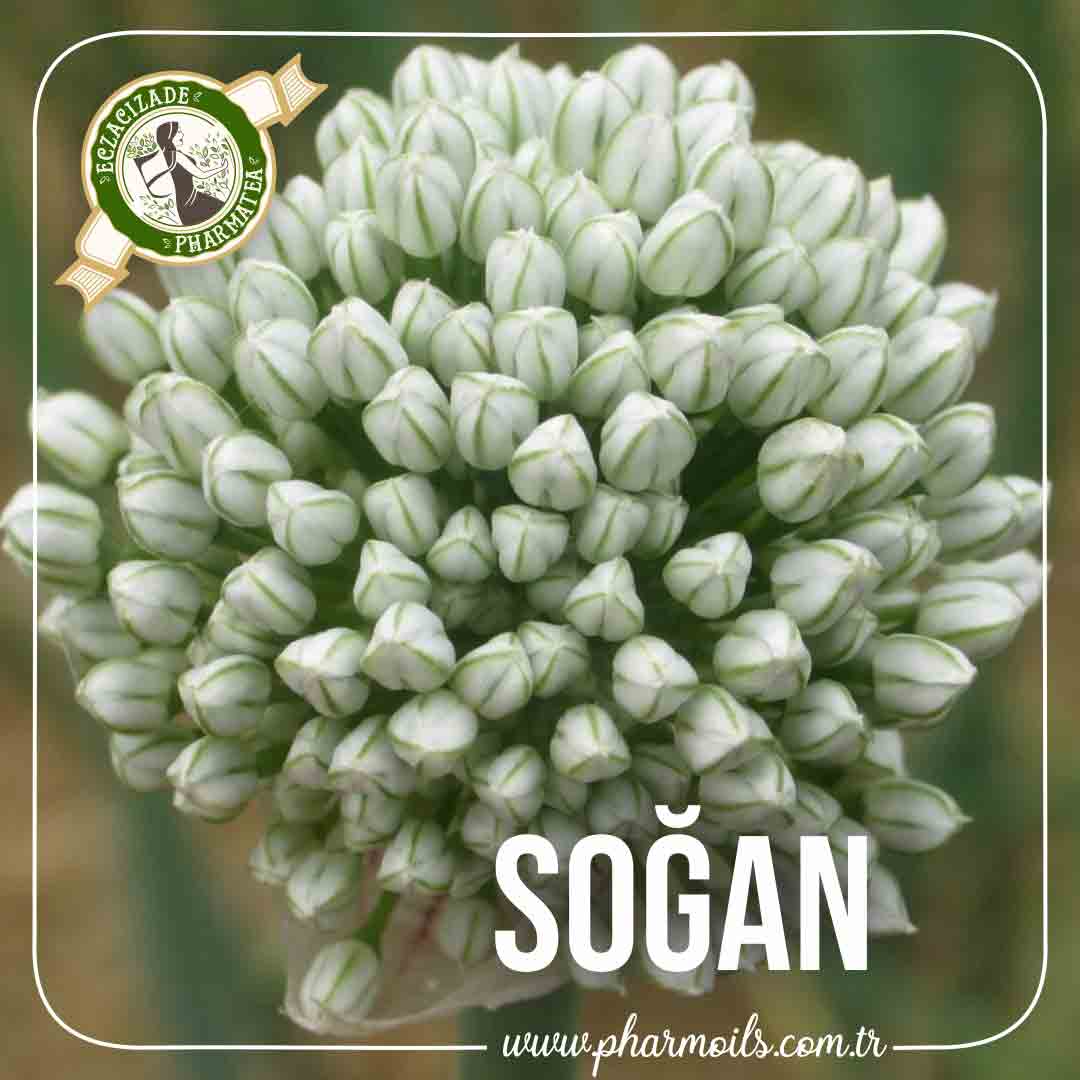 SOĞAN Pharmoils | Fitoterapinin Bilimle Buluştuğu Nokta